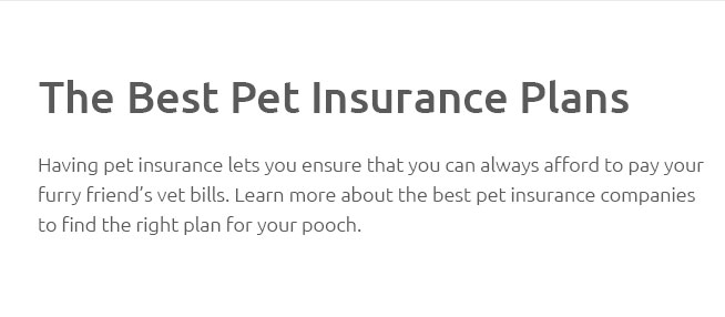 How To Get Insurance On Your Dog 🐶 Nov 2025